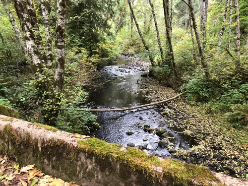 Best Camping Trails in Capitol State Forest | AllTrails