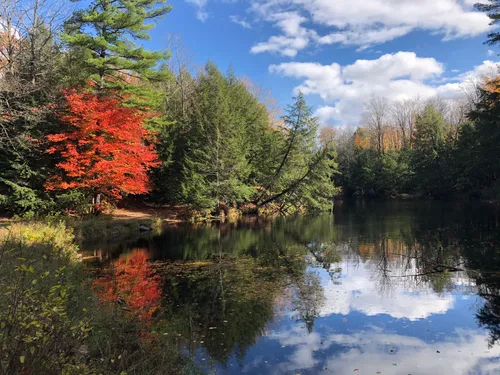 10 Best Hikes and Trails in Copeland Forest | AllTrails