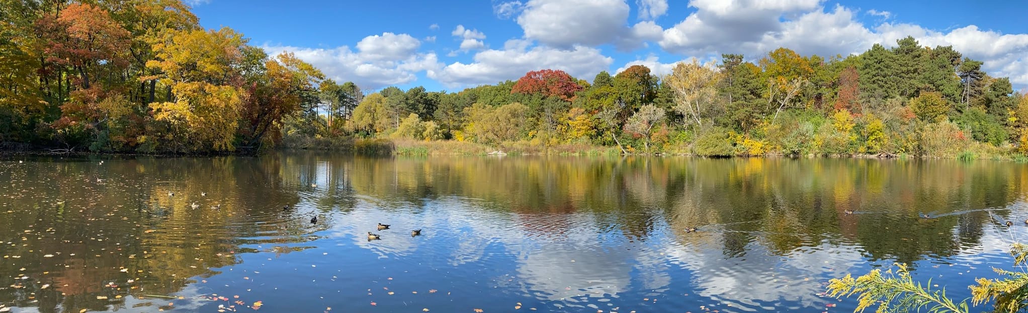 Western Ravines & Beaches Trail: 342 fotos - Ontário, Canadá | AllTrails