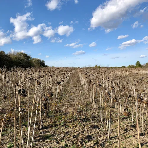 Best Hikes and Trails in Poosey Conservation Area | AllTrails