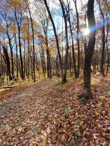 Best Hikes and Trails in Nerstrand Big Woods State Park | AllTrails