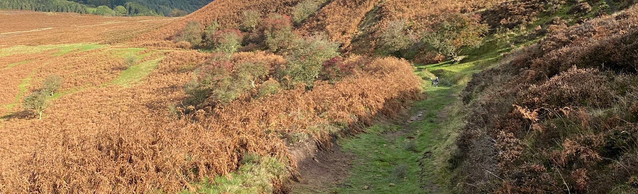 Levisham Station Circular Walk: 35 Reviews, Map - North Yorkshire ...