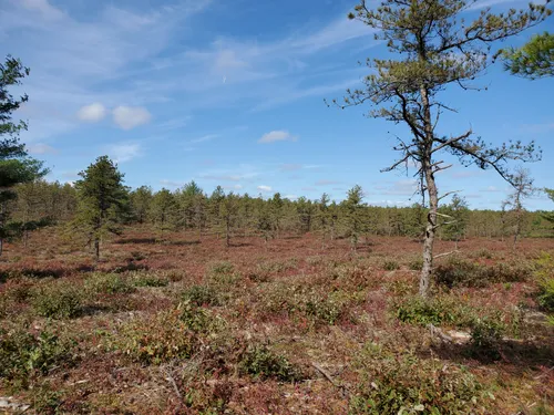 Best Hikes and Trails in Myles Standish State Forest | AllTrails