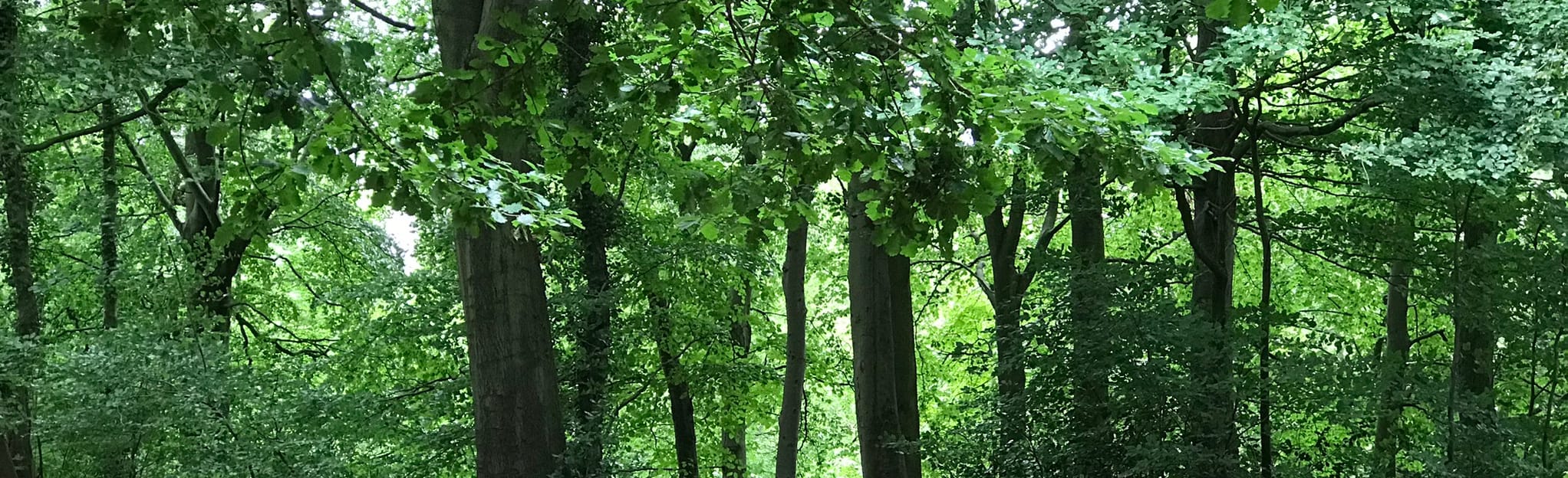 Gledhow Valley Woods and Lake: 26 Fotos - West Yorkshire, England ...