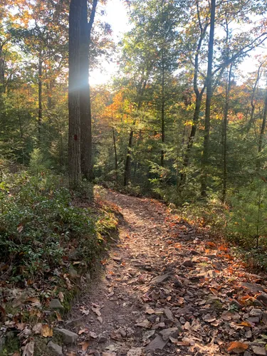 10 Best Forest Trails in Rothrock State Forest | AllTrails