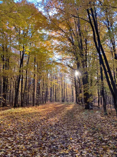 10 Best Hikes and Trails in Copeland Forest | AllTrails