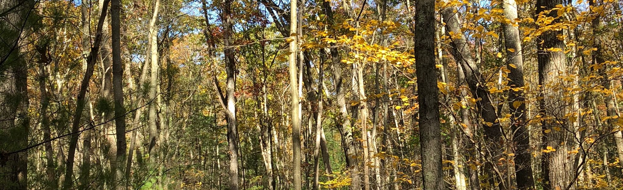 Poe Lake Nature Trail, Pennsylvania - 24 Reviews, Map | AllTrails