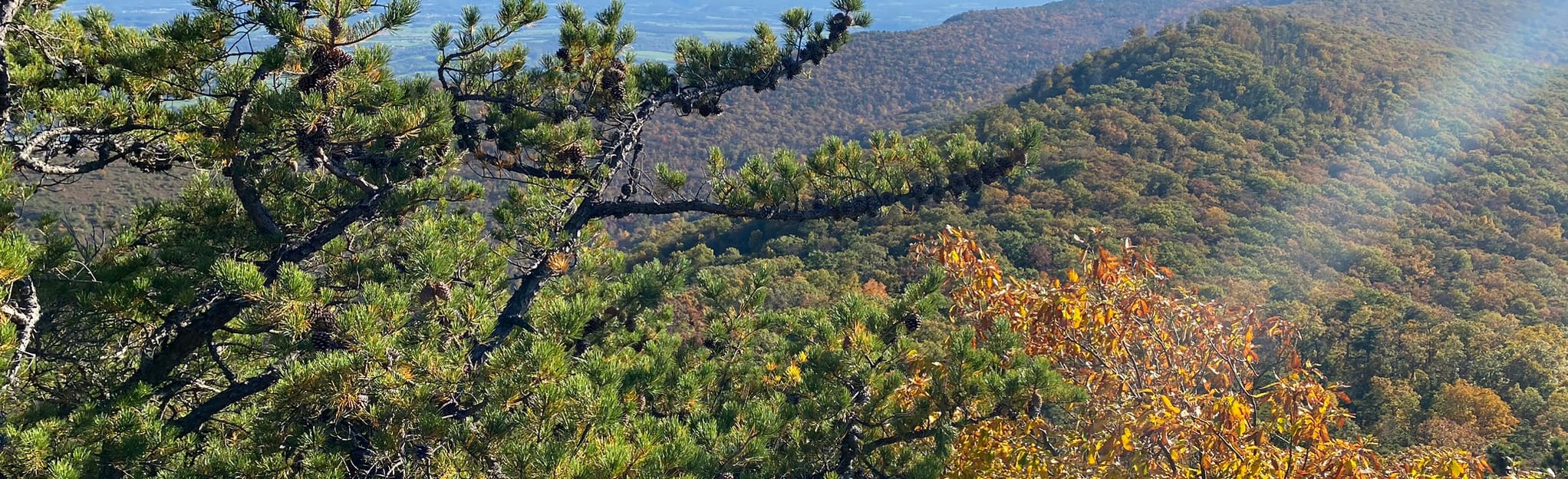 Duncan Knob via Scothorn Gap, Virginia - 58 Reviews, Map | AllTrails