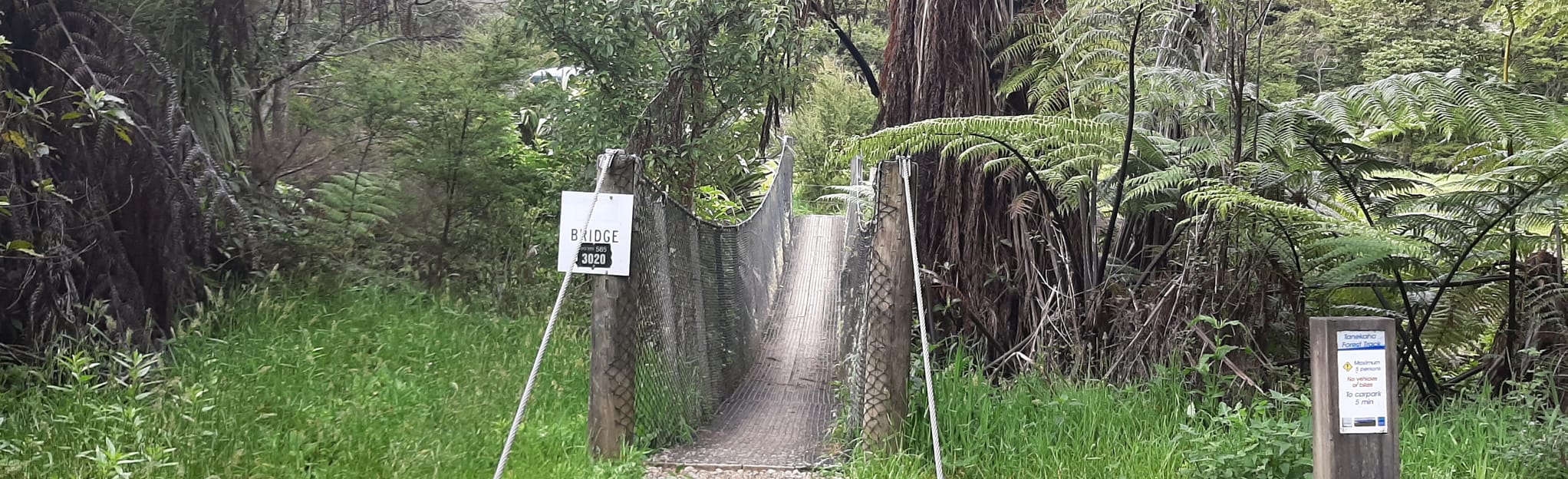 Tanekaha Falls Track, Northland, New Zealand - 34 Reviews, Map | AllTrails