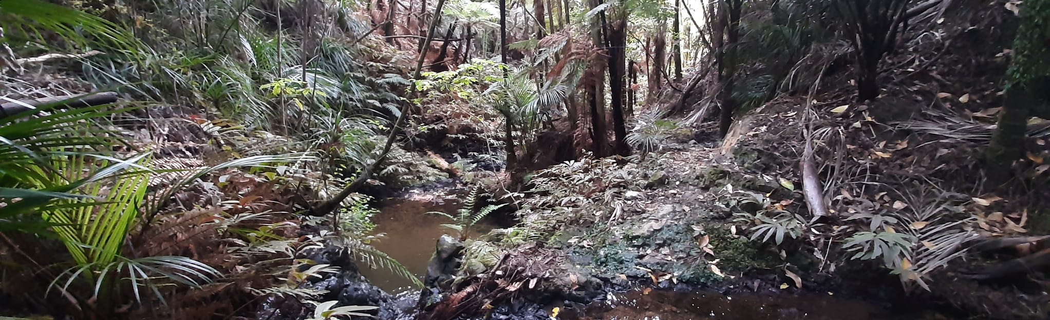 Tanekaha Puriri Track via Tanekaha Falls Loop : 82 photos - Northland ...