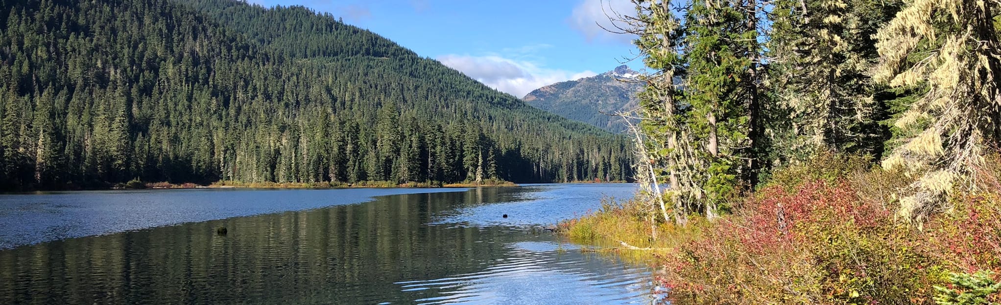 Cooper River Trail: 280 Reviews, Map - Washington | AllTrails