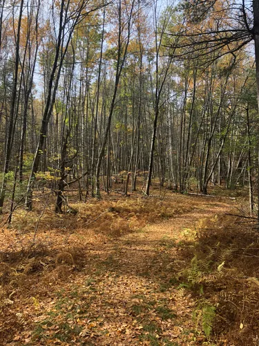 Best Hikes and Trails in Crane Pond Wildlife Management Area | AllTrails