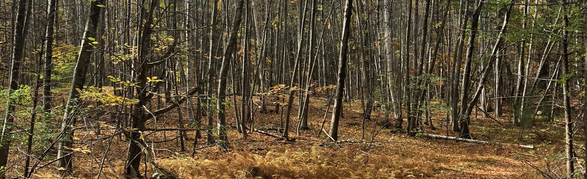 Crane Pond: 29 Reviews, Map - Massachusetts | AllTrails