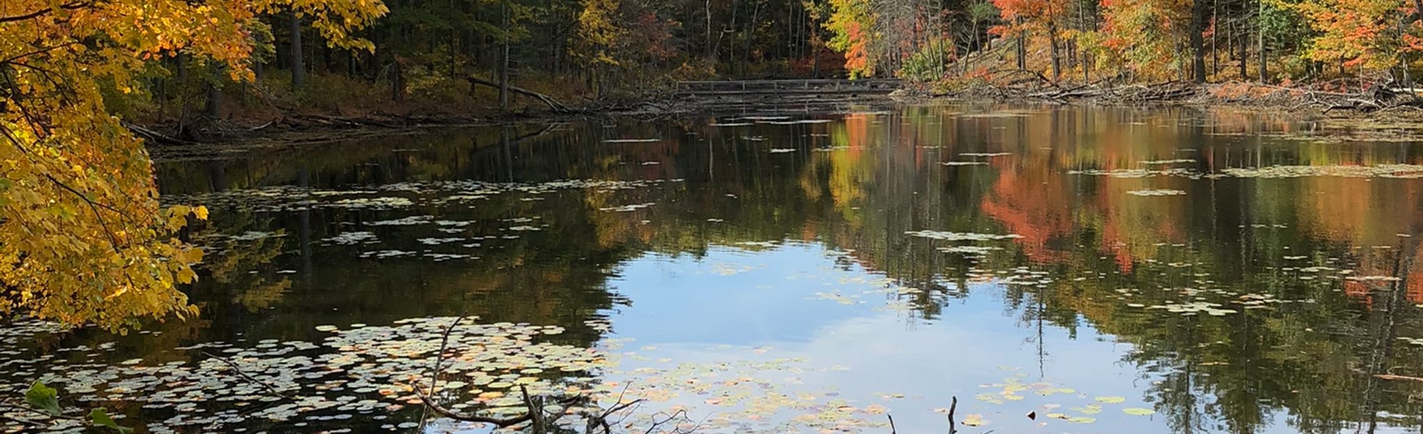 Rocky Woods Mega Loop: 117 Reviews, Map - Massachusetts | AllTrails