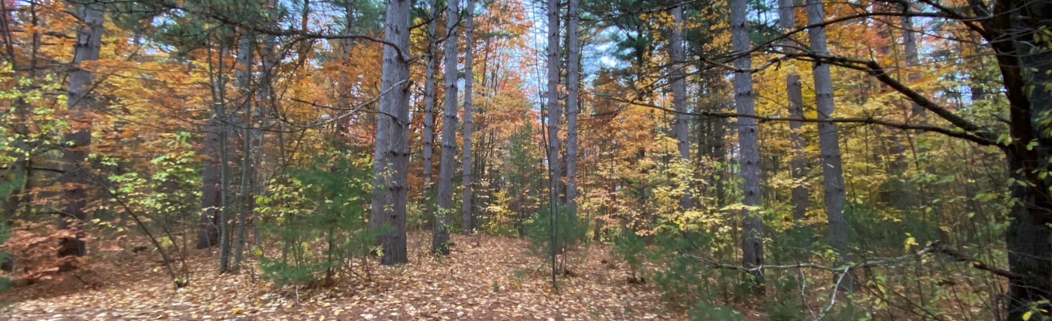 Pinhey Forest Short Loop via P15: 90 Reviews, Map - Ontario, Canada ...