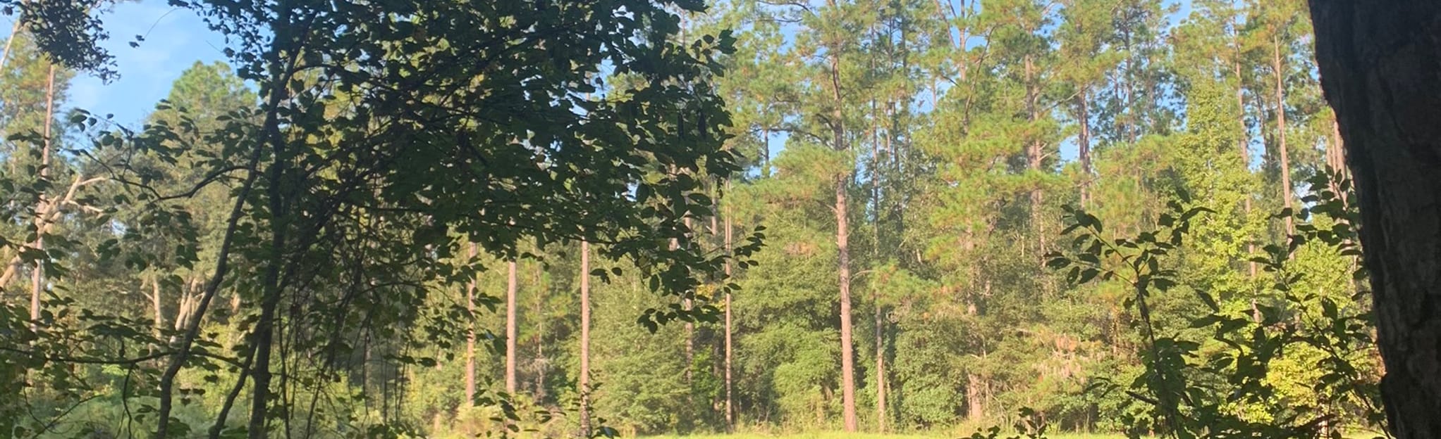Pithlachocco Lake Sparrow Trail, Florida - 265 Reviews, Map | AllTrails