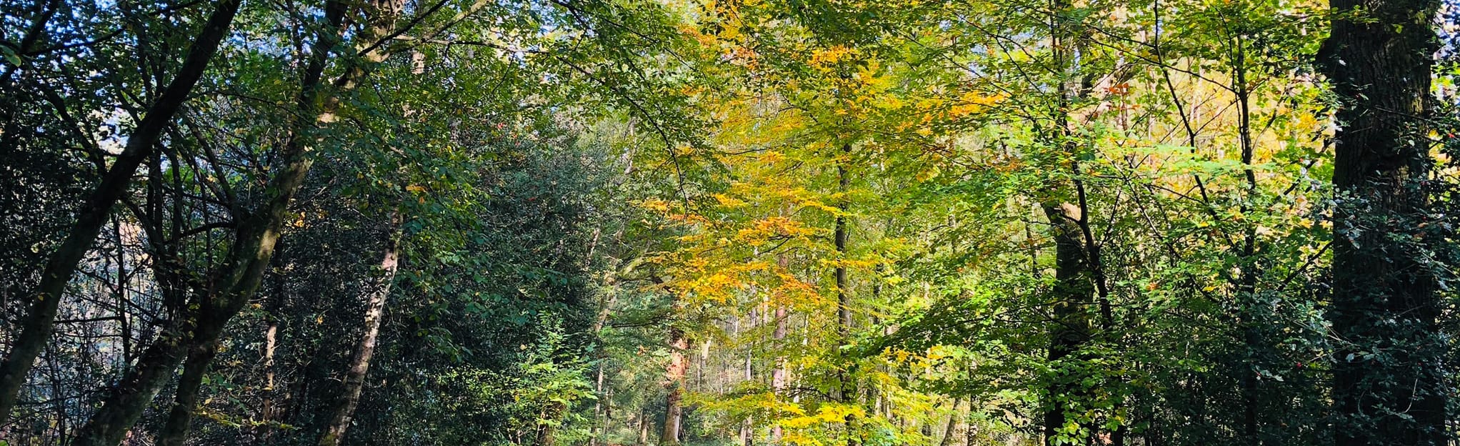 Bordon Inclosure and Deadwater Valley Local Nature Reserve : 57 photos ...