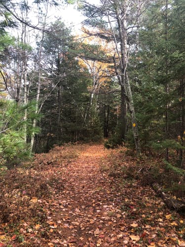 Best Hikes and Trails in Chocolay Bayou Nature Preserve | AllTrails