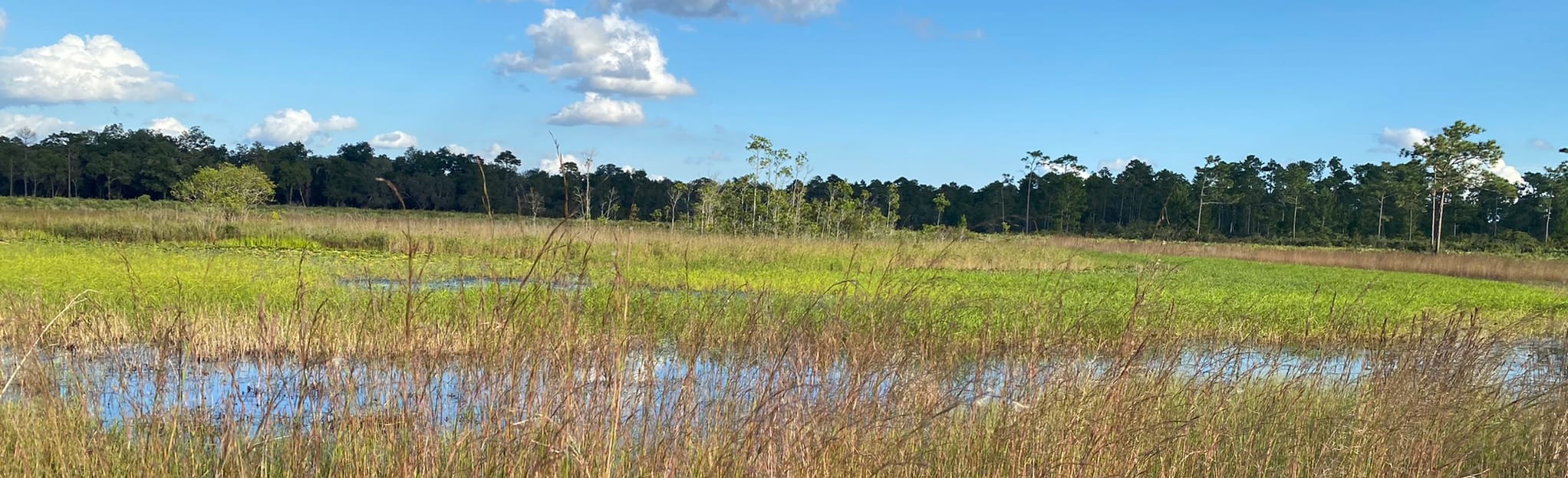 Chuluota West Loop Florida 68 Reviews Map Alltrails