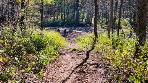 10 Best Off Road Driving Trails in Georgia | AllTrails