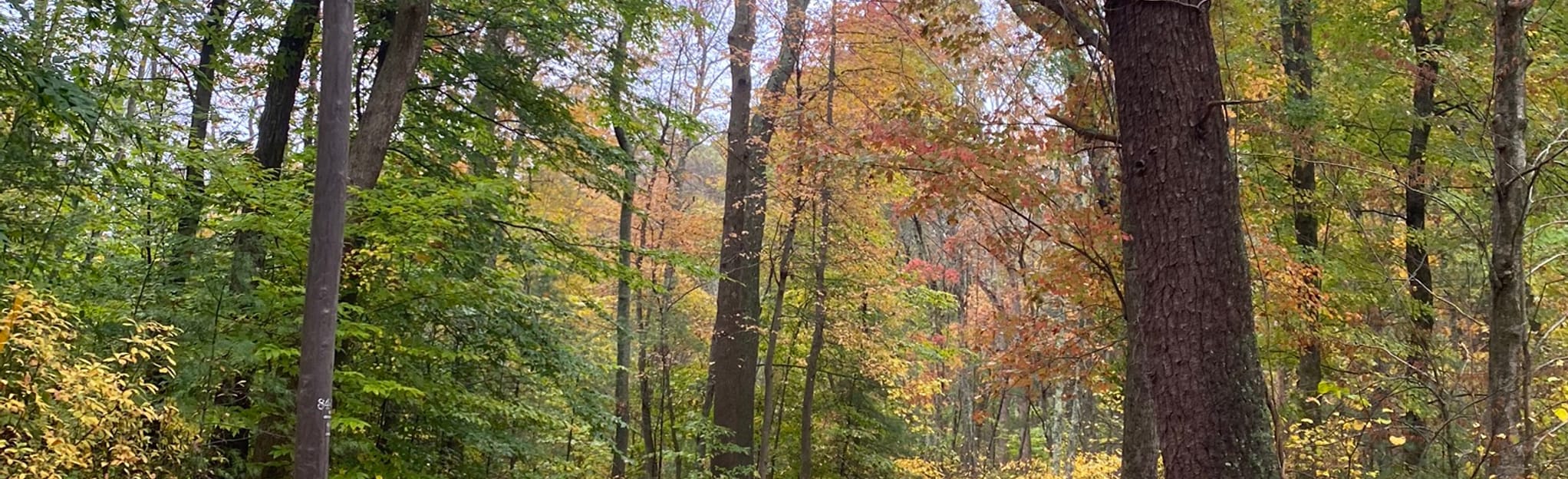 Bancroft Trail Loop: 169 Reviews, Map - Massachusetts | AllTrails