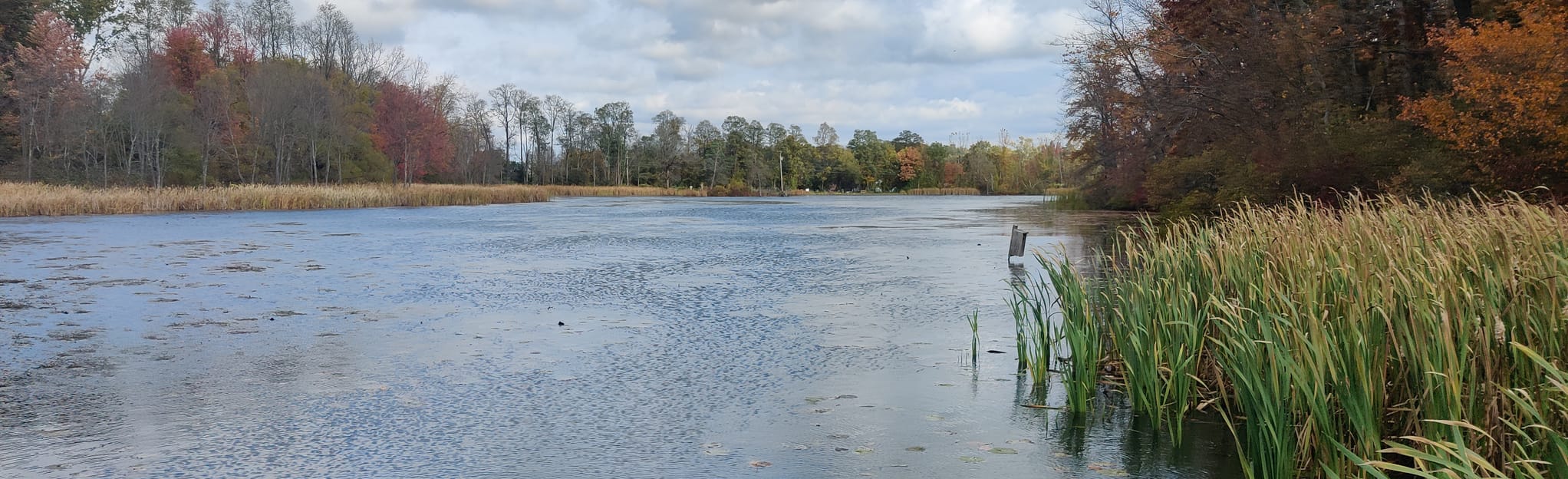 Ann Lee Pond Preserve, New York - 604 Reviews, Map | AllTrails