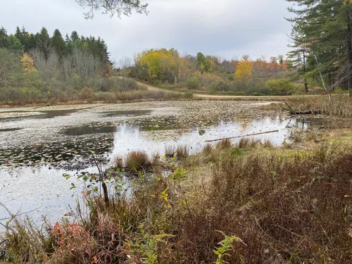 Best Hikes and Trails in Hanging Bog Game Management Area | AllTrails