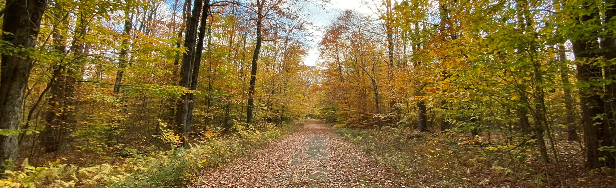 Prospect Rock Trail, Pennsylvania - 62 Reviews, Map | AllTrails