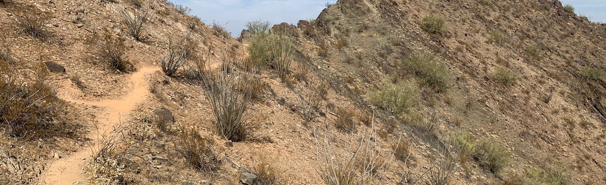 Phoenix Mountain Nature Loop, Arizona - 179 Reviews, Map | AllTrails
