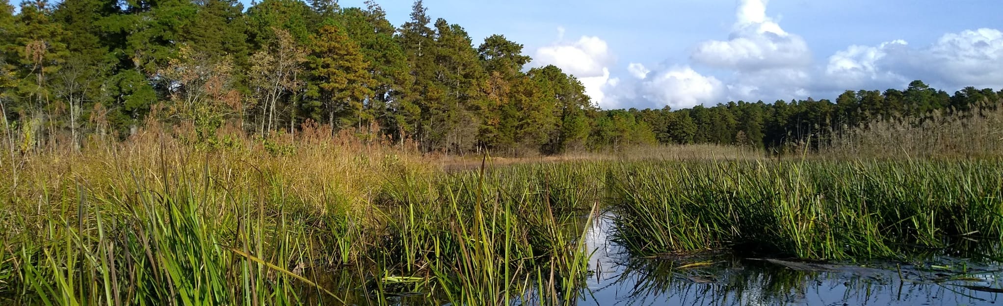 Cedar Lake WMA Paddle Route, New Jersey - Map, Guide | AllTrails