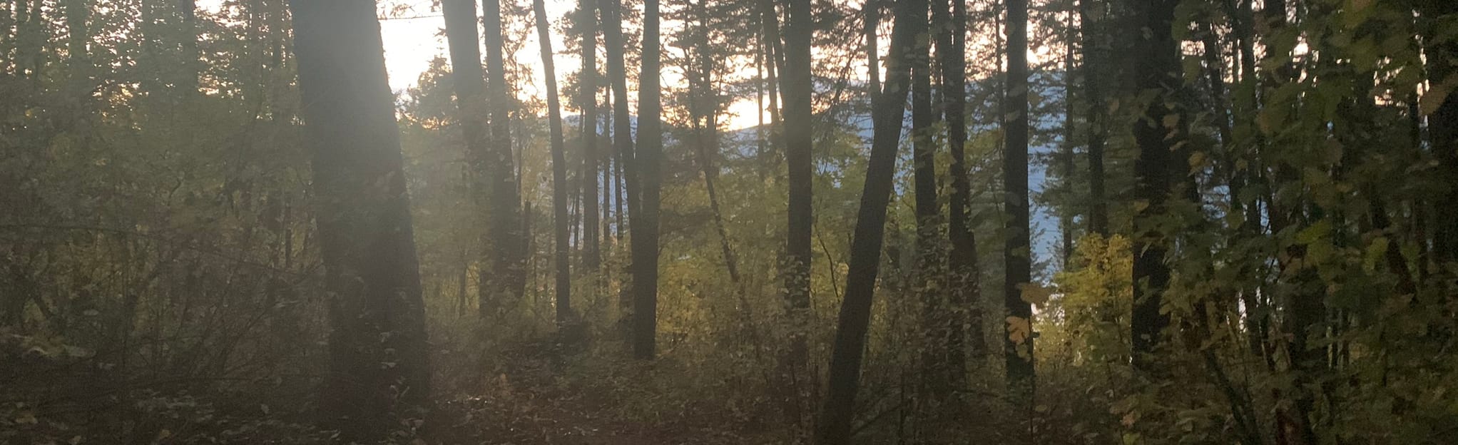 Coyote Park Outer Loop Trail - British Columbia, Canada | AllTrails