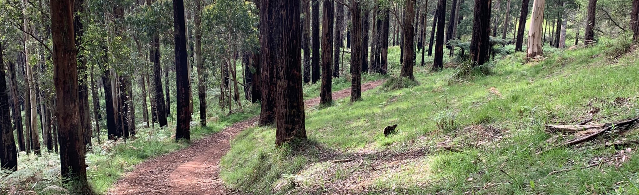 One Tree Hill Loop, Victoria, Australia - 150 Reviews, Map | AllTrails