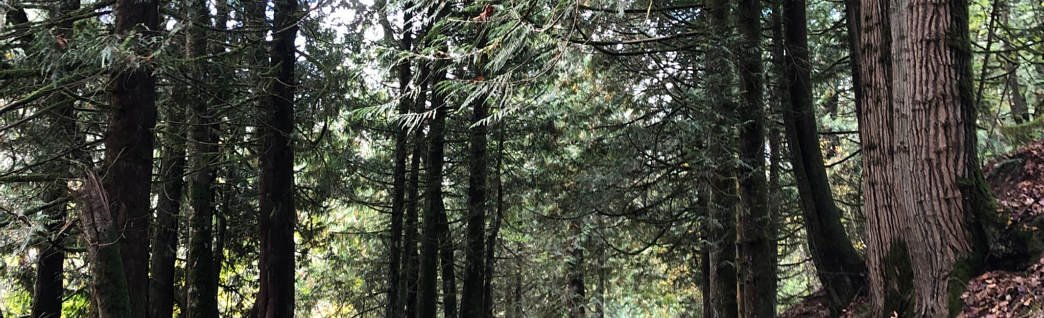 Clayburn Creek Trail: 266 Reviews, Map - British Columbia, Canada ...