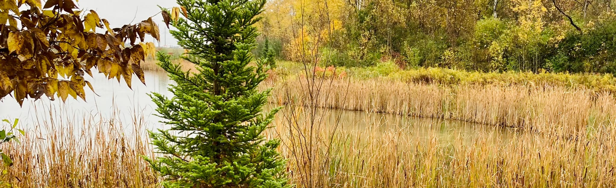 Laird Road Trail | Map, Guide - Ontario, Canada | AllTrails