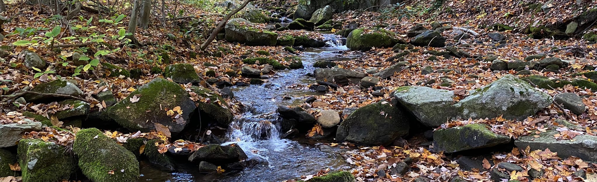 Painter Rocks to Roaring Run Loop: 530 fotos - Pensilvânia | AllTrails