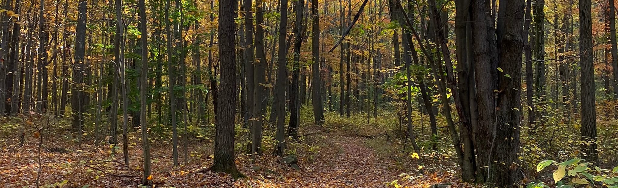 Roaring Run, South Loop, and Birch Rock Trail, Pennsylvania - 33 ...