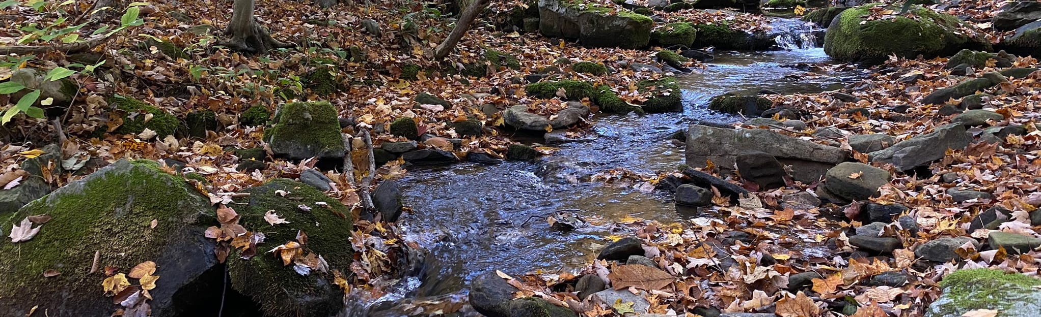 Roaring Run Trail, Pennsylvania - 195 Reviews, Map | AllTrails