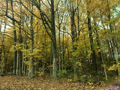 Best Hikes and Trails in Bendix Woods County Park | AllTrails