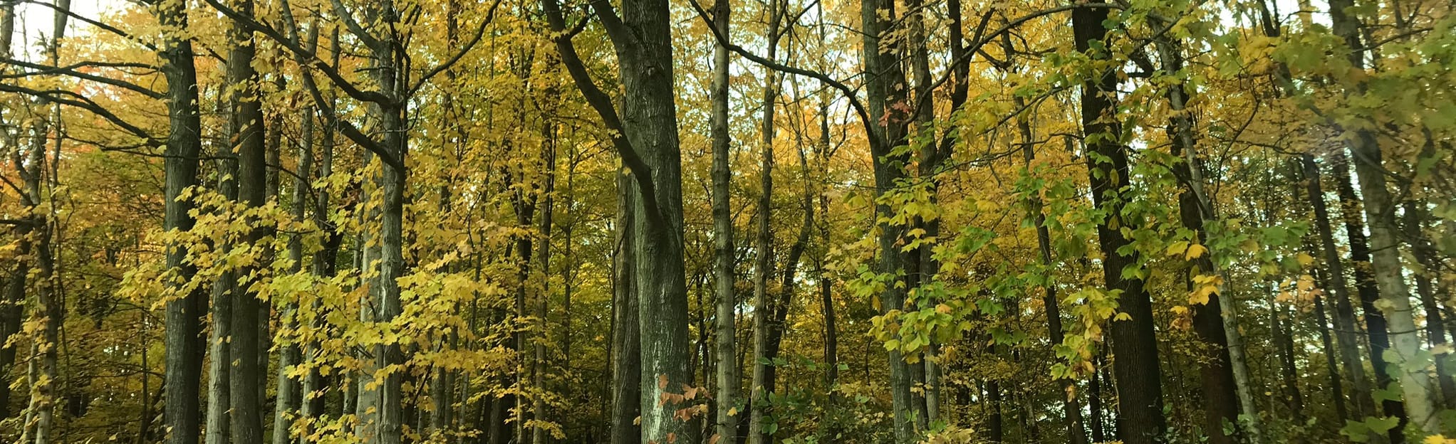 Raccoon Run, Indiana - 12 Reviews, Map | AllTrails