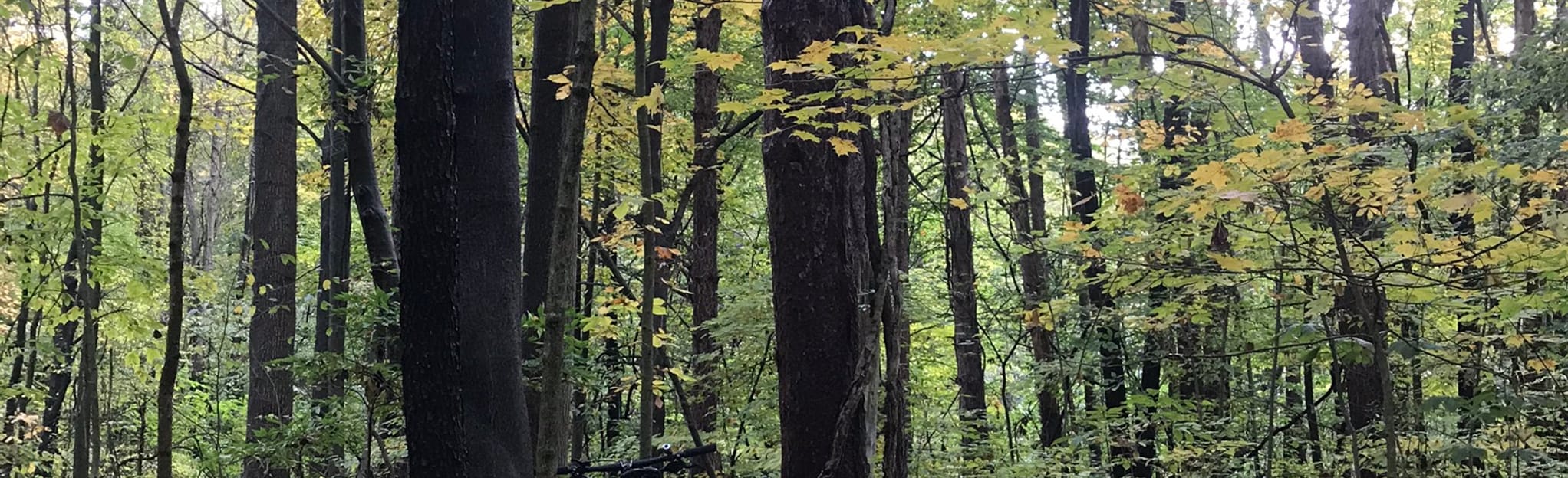 Bendix Woods Mountain Bike Trail - Indiana | AllTrails