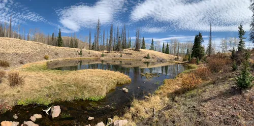 10 Best Easy Trails in Rio Grande National Forest, Divide Ranger ...