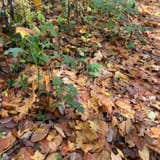 Paul Ruster Trail, Indiana - 174 Reviews, Map | AllTrails