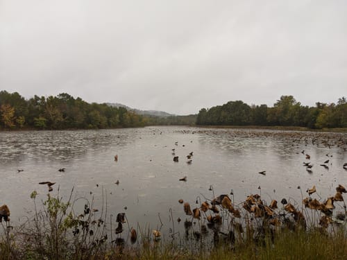 Best Hikes and Trails in Murphy Hill Wildlife Management Area | AllTrails