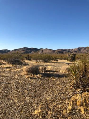 10 Best Off Road Driving Trails in Joshua Tree National Park | AllTrails