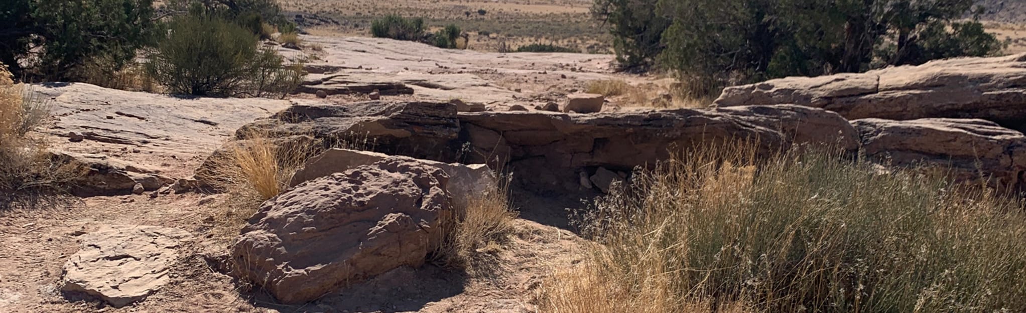 Copper Ridge Dinosaur Tracks Trail: 118 Reviews, Map - Utah | AllTrails