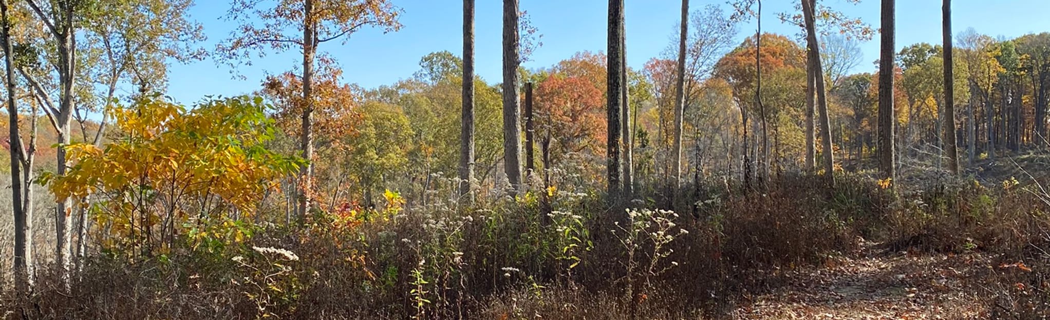 Tecumseh Trail: Bear Lake to State Road 45 out and back, Indiana - 61 ...