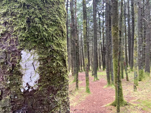 Best Forest Trails in Unaka Mountain Wilderness | AllTrails