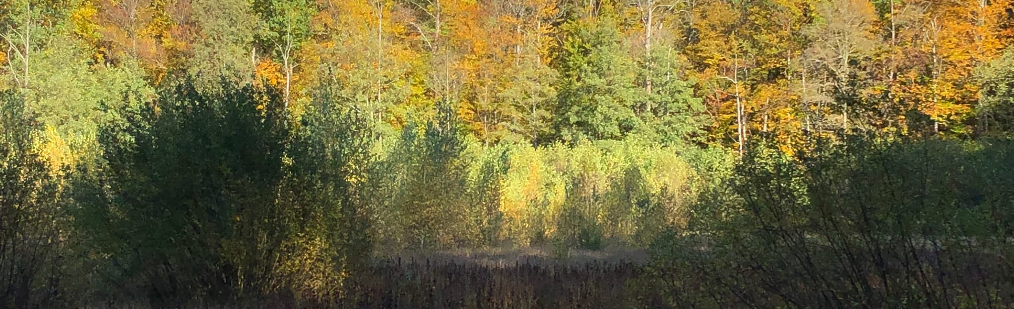 Über Blutsee und Forsthaus Guttenberg, Bavaria, Germany - 2 Reviews ...