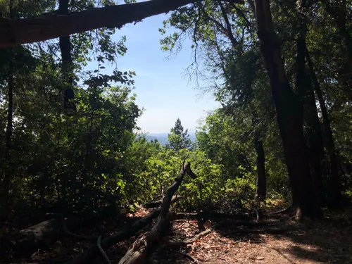 Best Hikes and Trails in Soquel Demonstration State Forest | AllTrails
