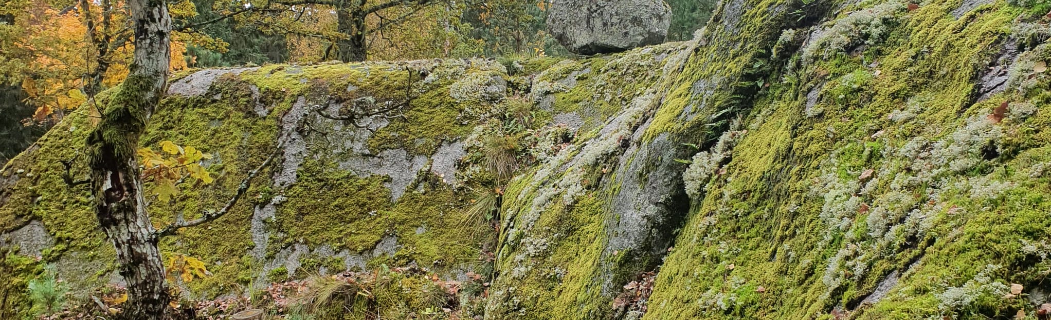 Tolången-wandelpad: 2 foto's - Östergötlands län, Zweden | AllTrails
